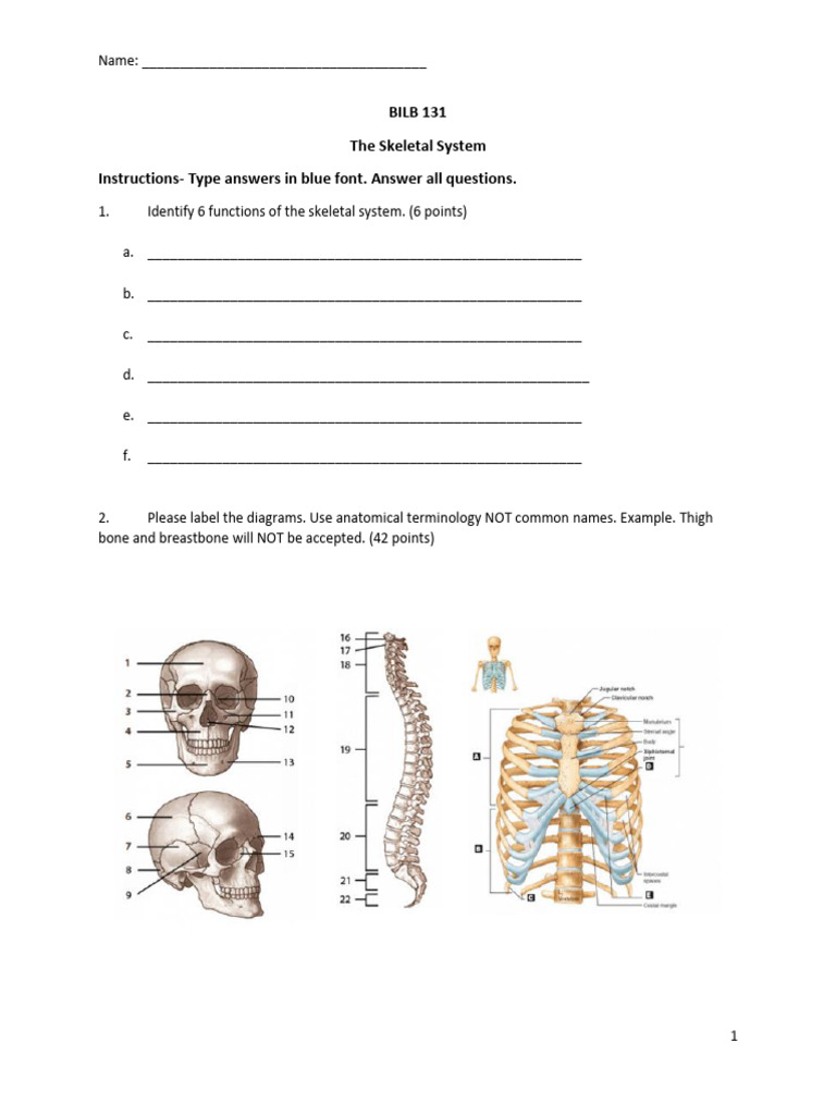 Lavana BILB 131 Skeletal System Lab | PDF