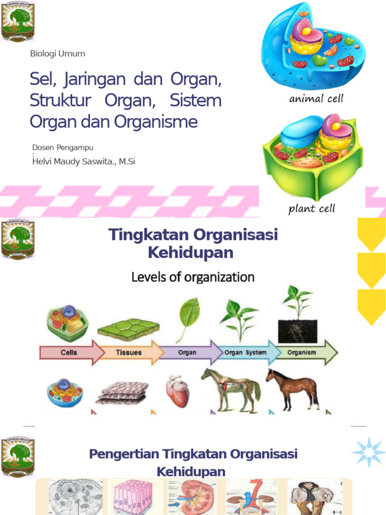 Sel Jaringan Dan Organ Struktur Organ Sistem Organ Dan Organisme