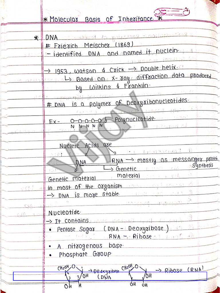 Molecular Basis of Inheritance Handwritten Notes Viju @CET JEE NEET | PDF