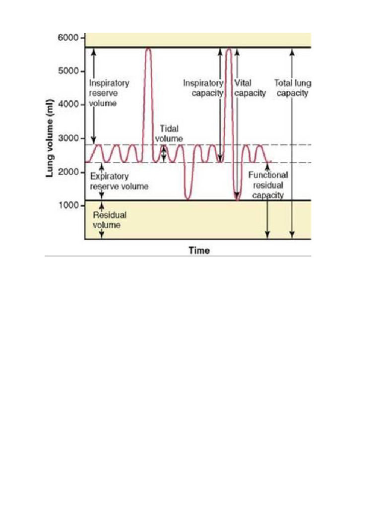 Lung Volumes and Lung Capacities | PDF
