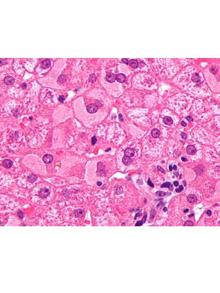 Histology Practical | PDF