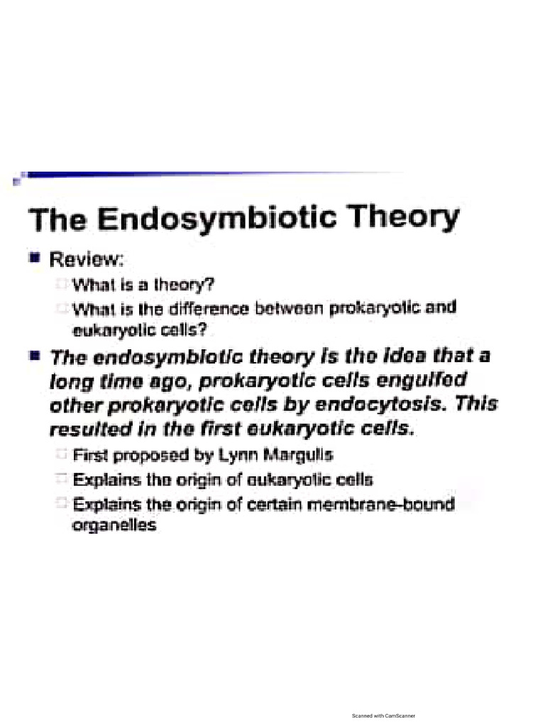 Endosymbiotic Theory | PDF