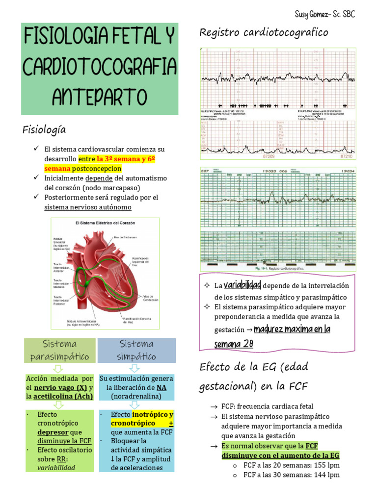 7.1 Fisiologia Fetal y Cardiotocografia Anteparto | PDF