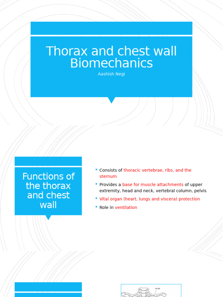 Sternocostal Ligaments in Thorax Anatomy | PDF | Thorax | Vertebra