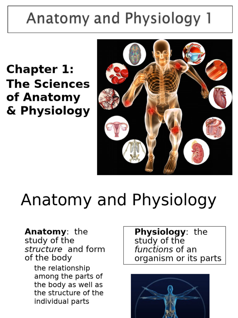 Student 1 - Body Plan (Fall 2018) | PDF