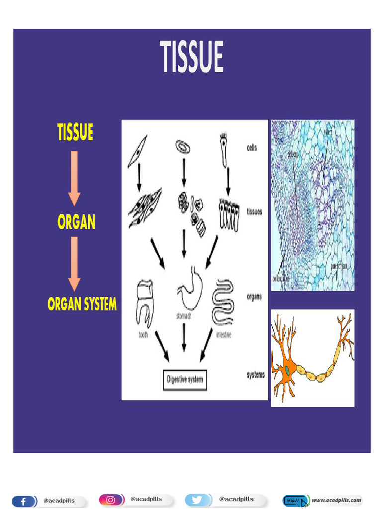 Chapter 6 Tissue | PDF