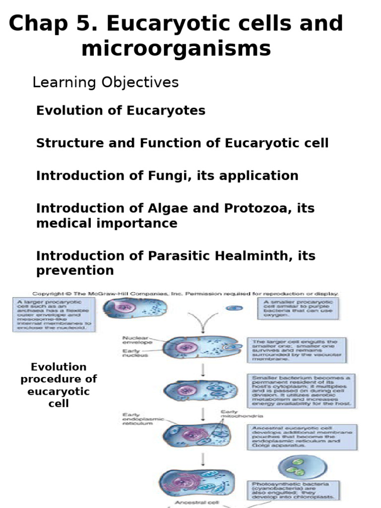 Chap 5 Lec - Micro | PDF | Endoplasmic Reticulum | Fungus