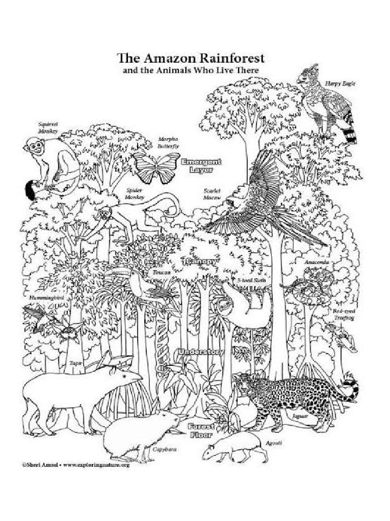 Rainforest Habitat | PDF