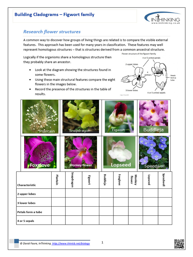 Cladogram Figwort Family | PDF | Phylogenetics | Taxonomy (Biology)