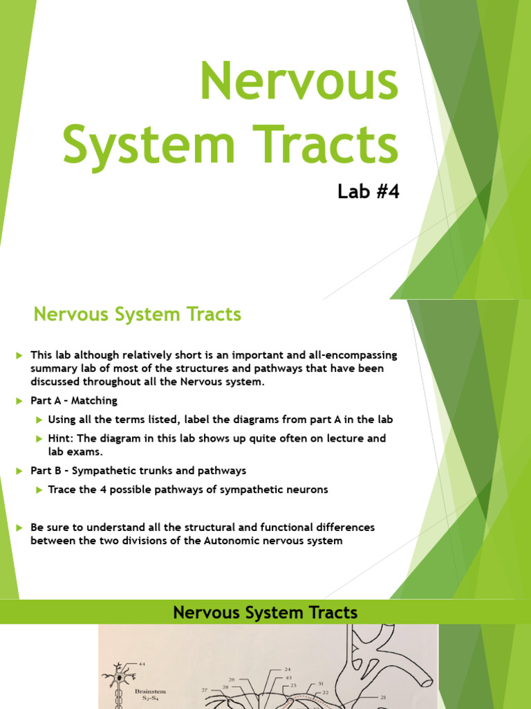 Peripheral Nervous System | PDF