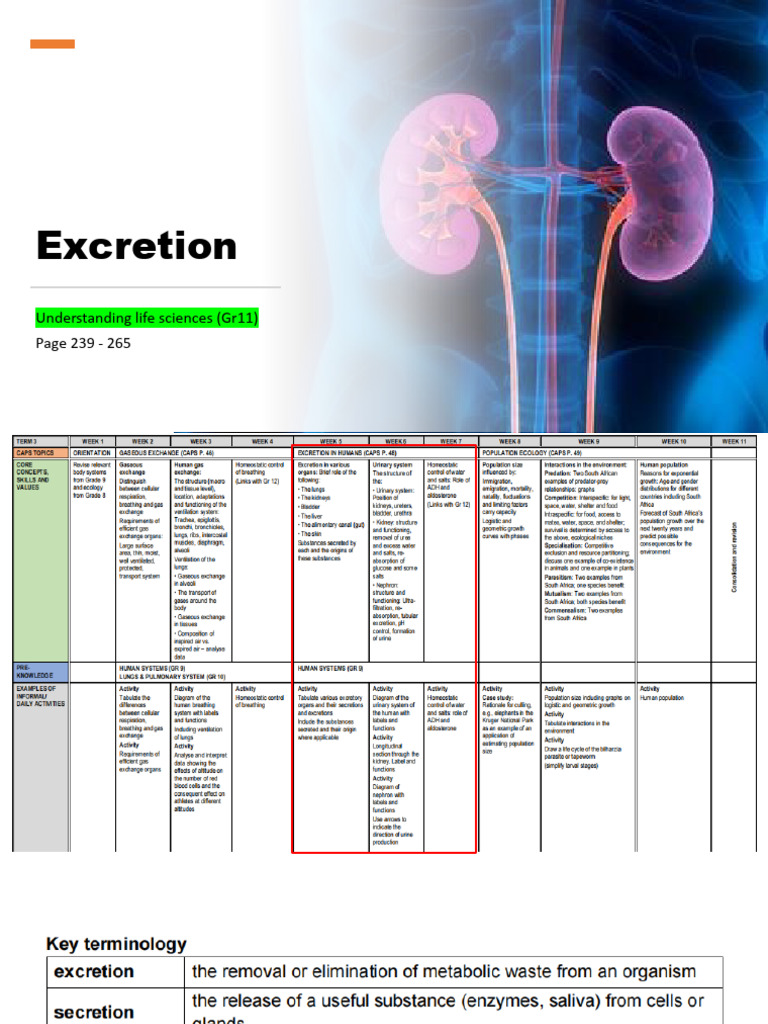 Excretion (Notes) | PDF