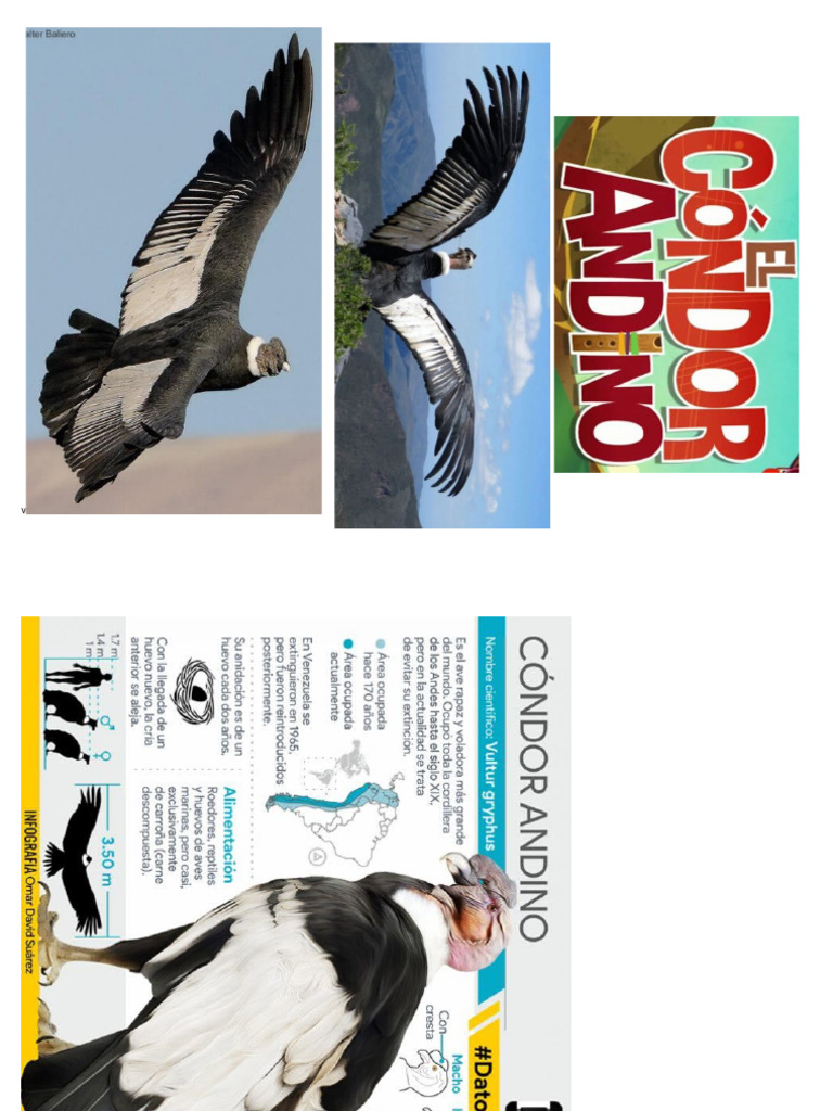 Condor Andino | PDF