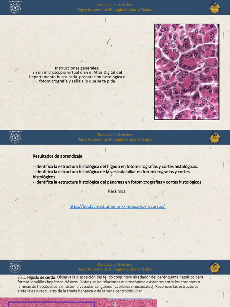 Practica 25. Sistema Digestivo Iii | PDF