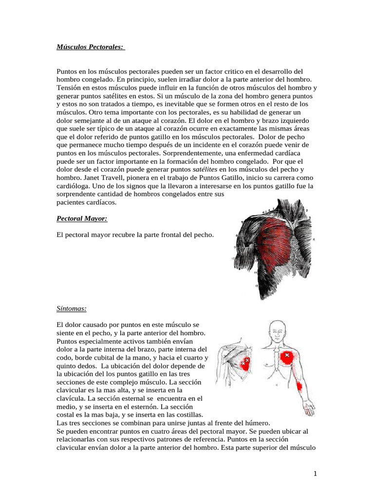 16músculos Pectorales | PDF