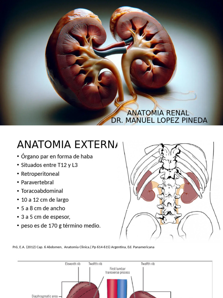 ANATOMIA RENAL Docente | PDF