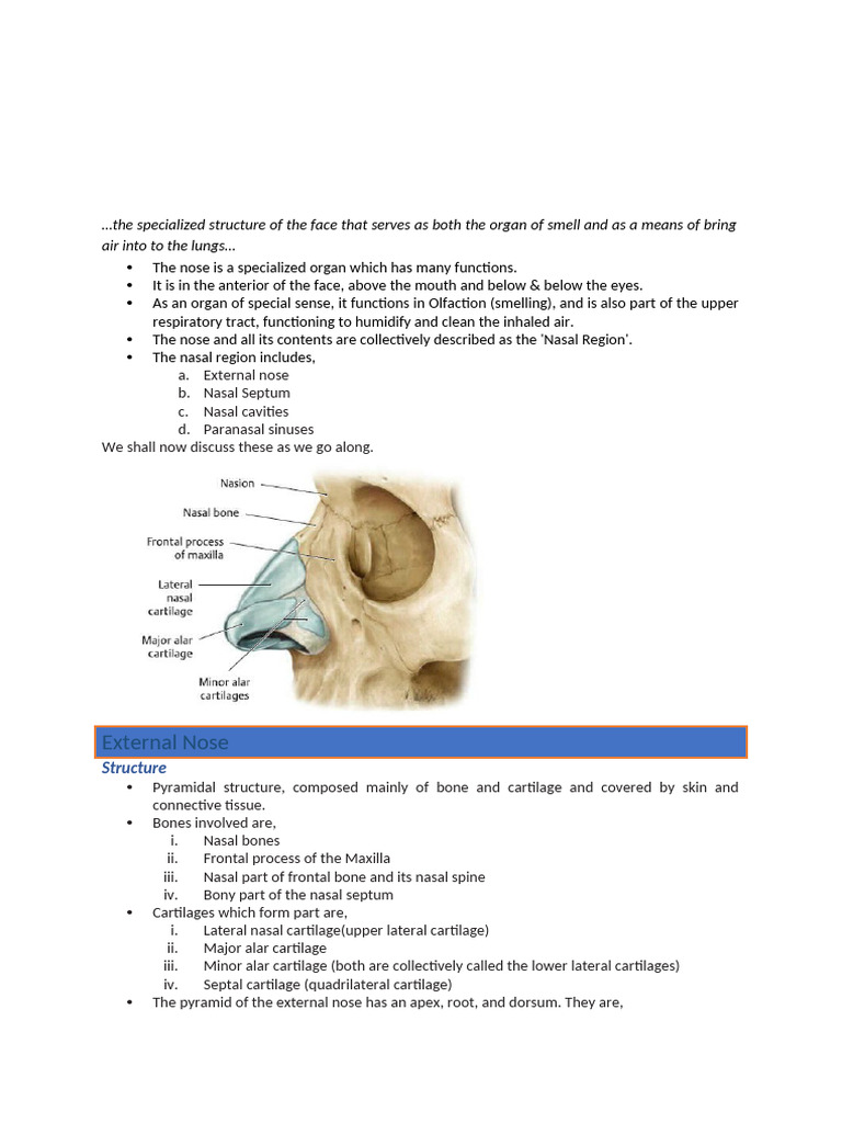 Anatomy of Nose and PNS | PDF