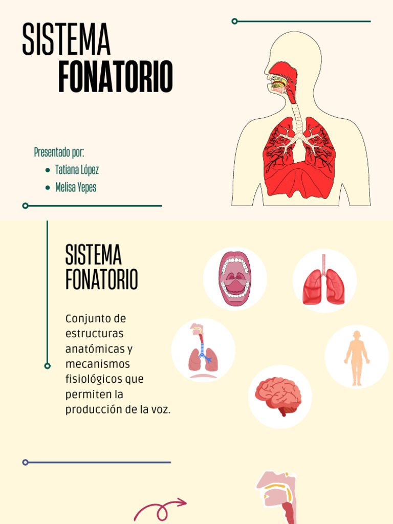 Presentado Por Tatiana López Melisa Yepes | PDF | Cerebro | Anatomía