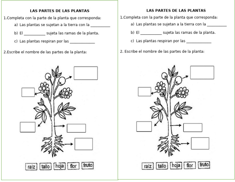 Completar Partes de La Planta | PDF