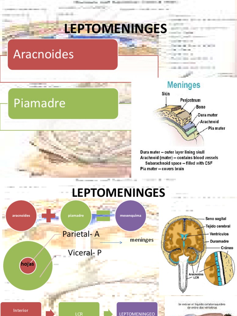 Leptomeninges Expo | PDF