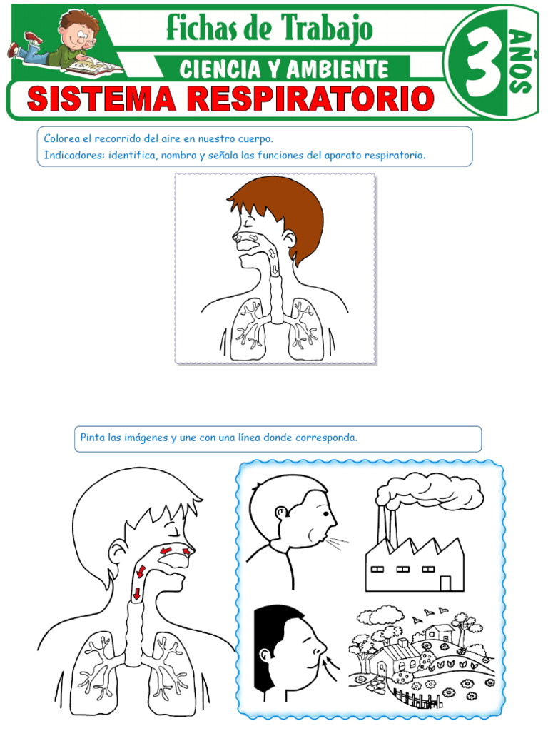Sistema Respiratorio para Ninos de 3 Anos | PDF