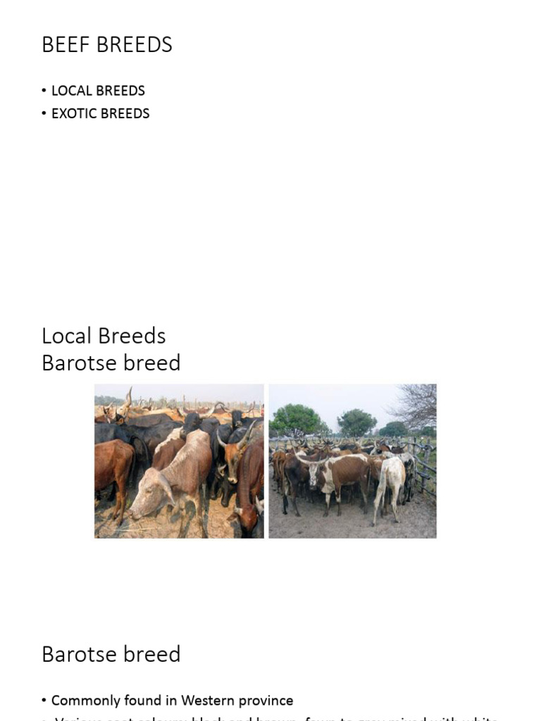 Breeds of Beef Cattle | PDF