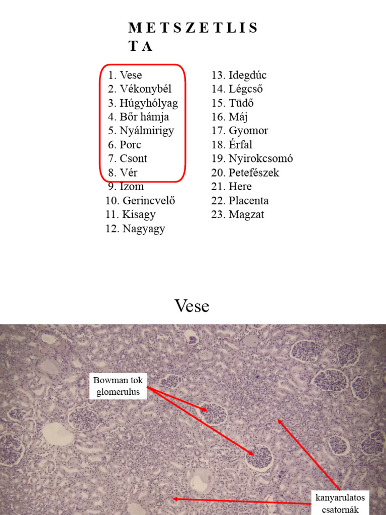 Mikroszkópi Képek - 1 | PDF