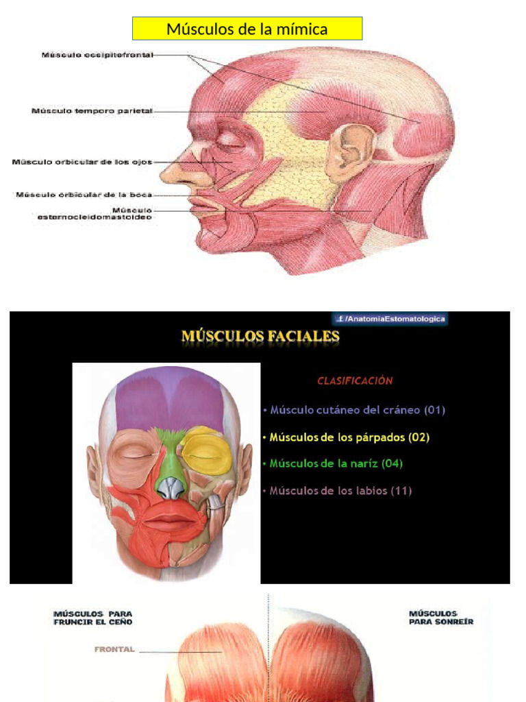 6 - Músculos Cabeza, Cuello, Nuca y Masticadores. Triángulos Del Cuello ...