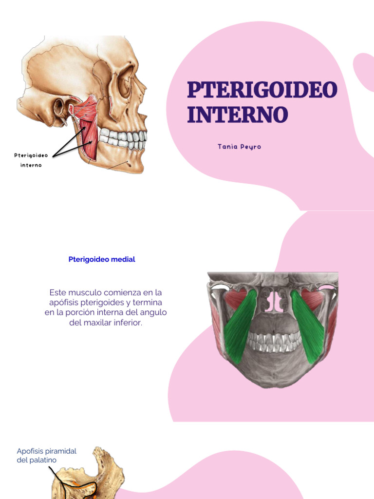 Pterigoideo Interno | PDF