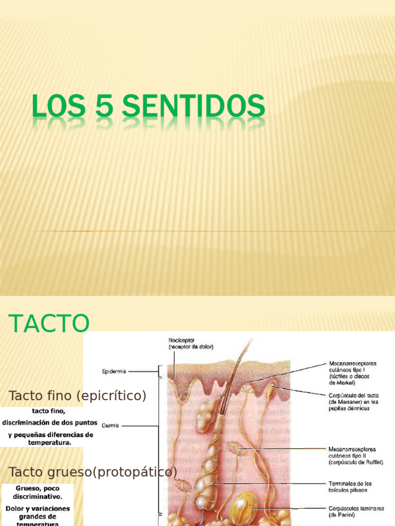 Los 5 Sentidos | PDF