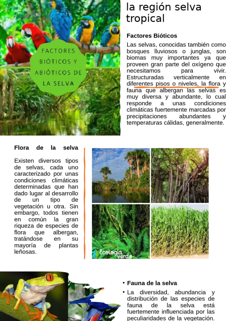 Factores Bióticos de La Selva Tropical Del Peru | PDF | Ciencia y ...