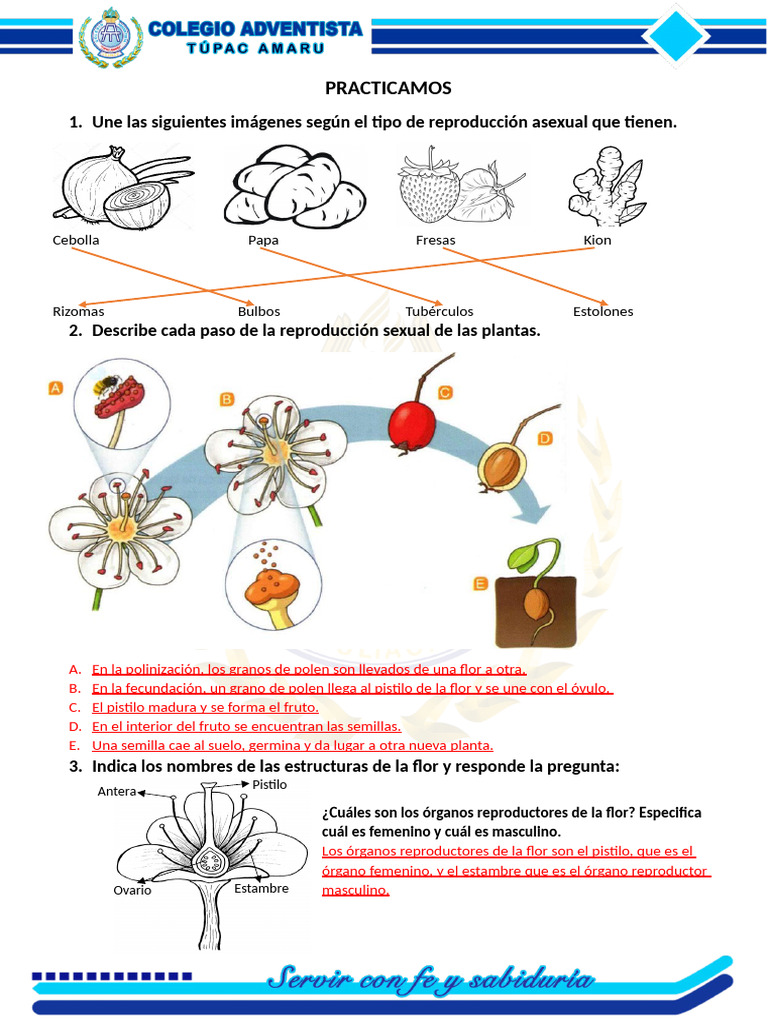FTD - La Reproducción de Las Plantas | PDF