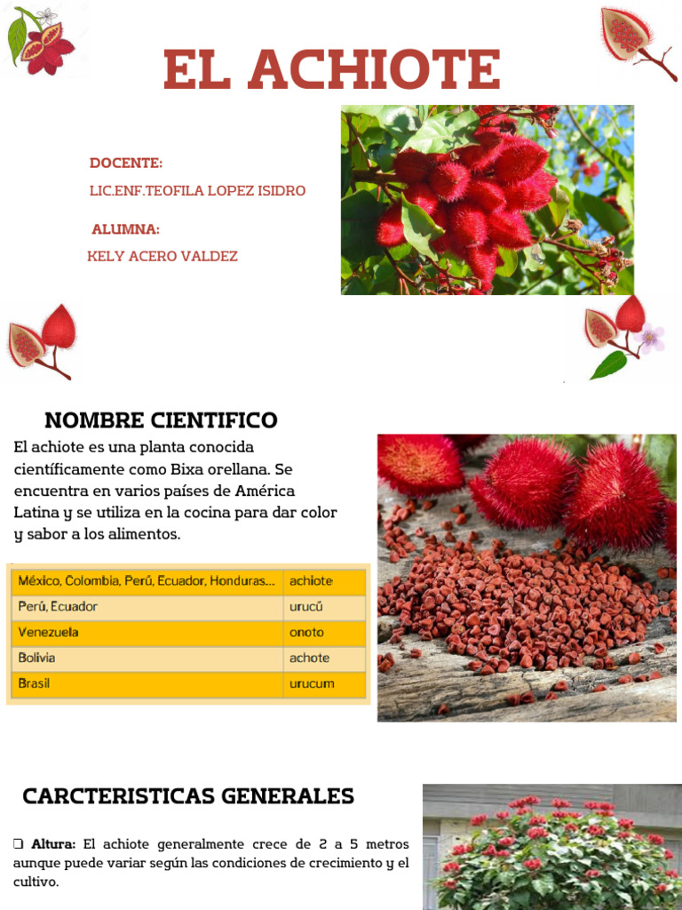 Trabajo Achiote | PDF