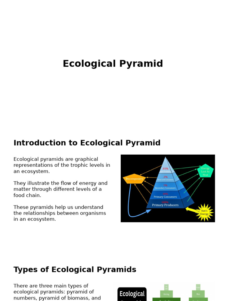 Ecological Pyramid | PDF