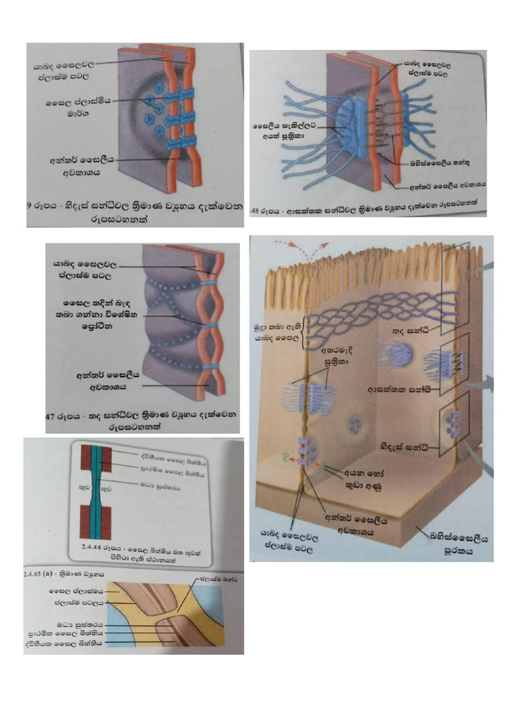 Cell Junctions | PDF