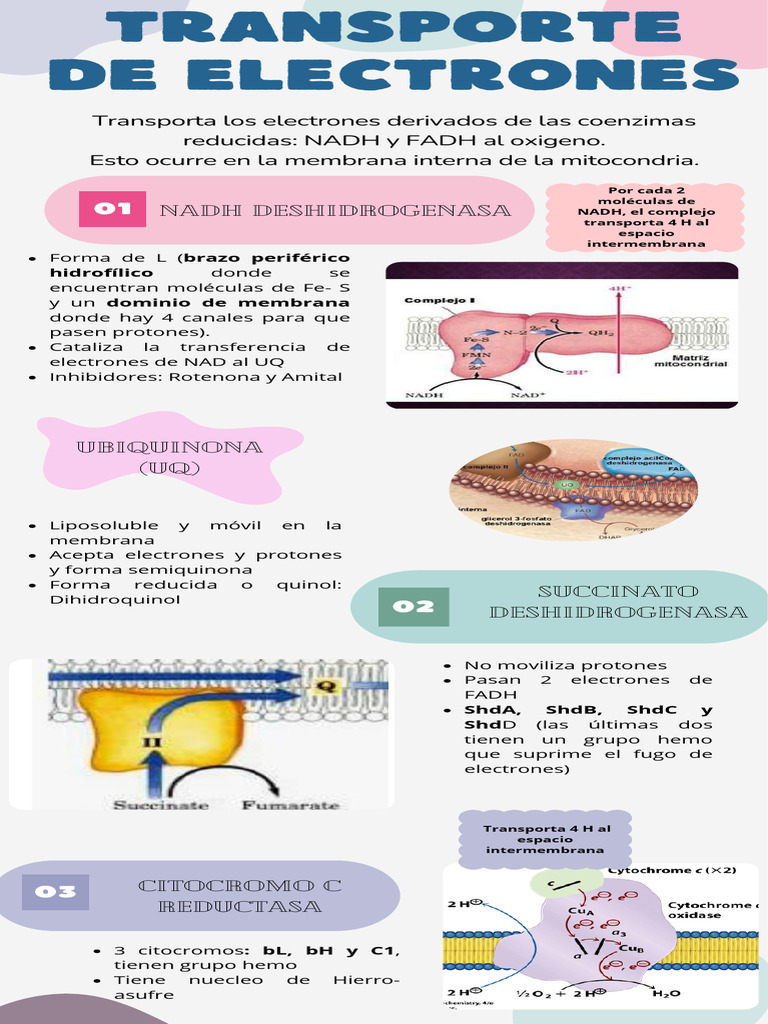 Infografia Cadena de Electrones | PDF