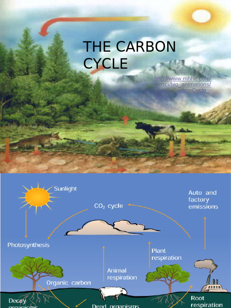 The Carbon Cycle | PDF