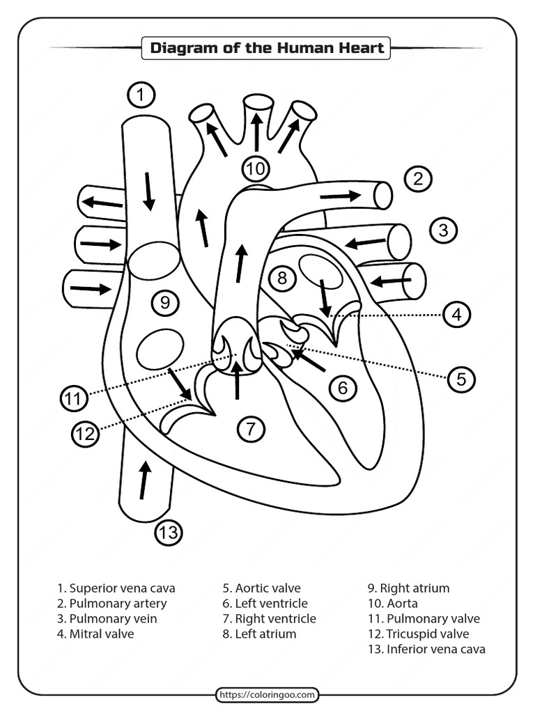 Printable Diagram of The Human Heart PDF Worksheet 1 | PDF