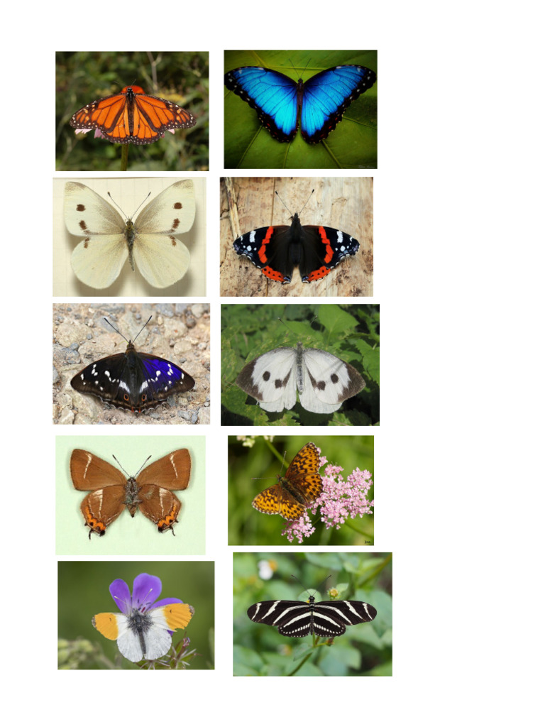 Mariposas | PDF