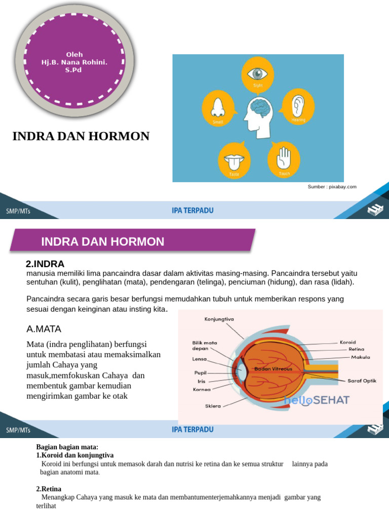Indra - Hormon | PDF