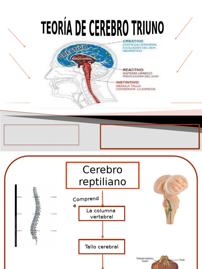 Cerebro Triuno | PDF
