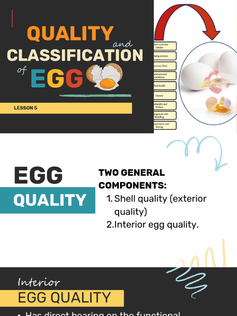 Interior Quality of Eggs Explained | PDF | Chicken | Egg