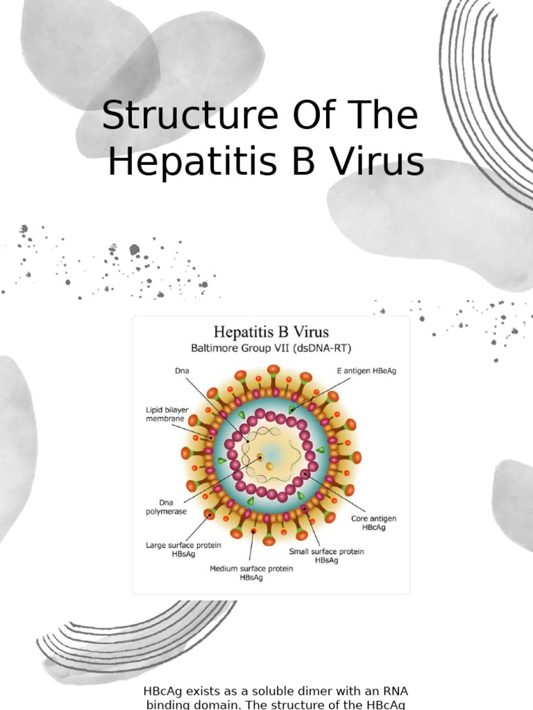 Struktur Virus Hepatitis B | PDF