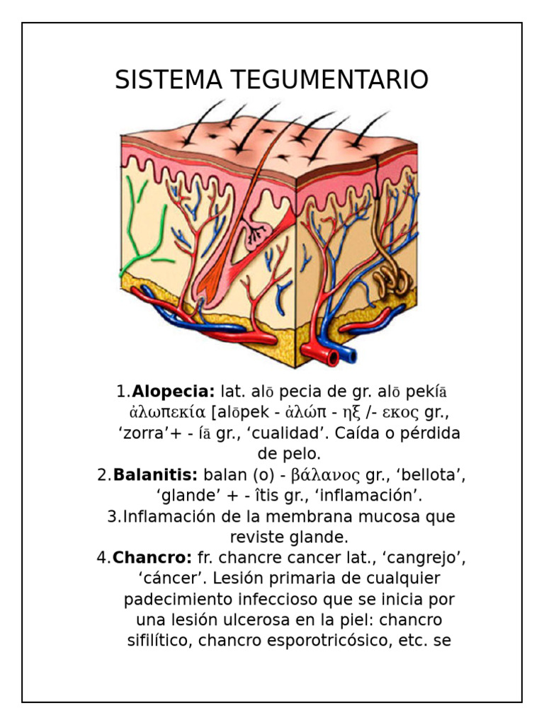 Sistema Tegumentario | PDF
