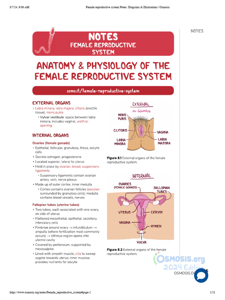 Female Reproductive System Notes - Diagrams & Illustrations - Osmosis | PDF