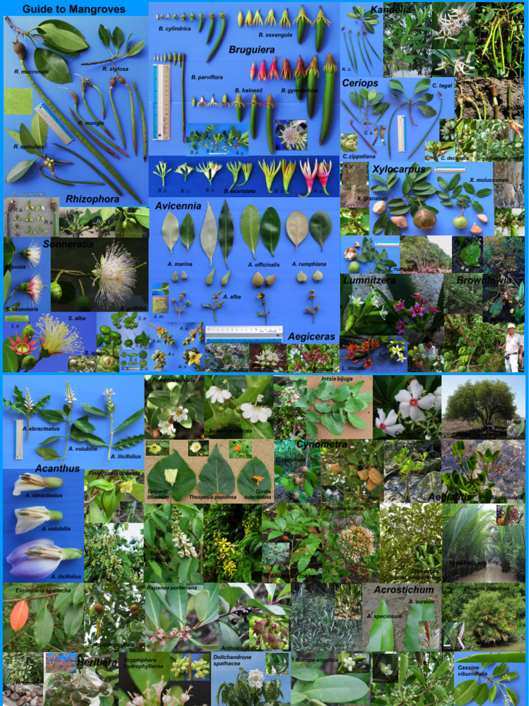 Comparative Mangrove Guide | PDF