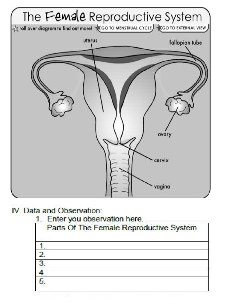 reproductive system picture | PDF