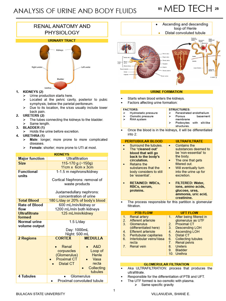 L1 - Renal Anatomy and Physiology | PDF