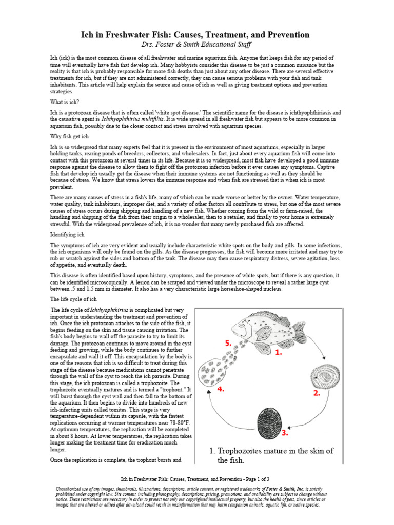 Ich in Freshwater Fish Causes Treatment and Prevention | PDF