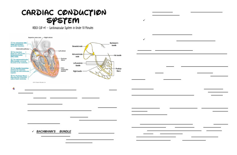 HANDOUT #4 NODES of THE HEART | PDF | Heart | Atrium (Heart)