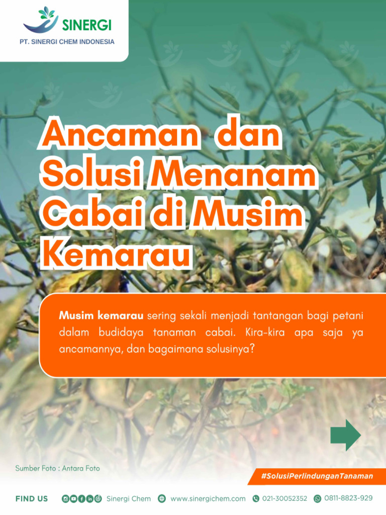 Ancaman Dan Solusi Menanam Cabai Di Musim Kemarau | PDF